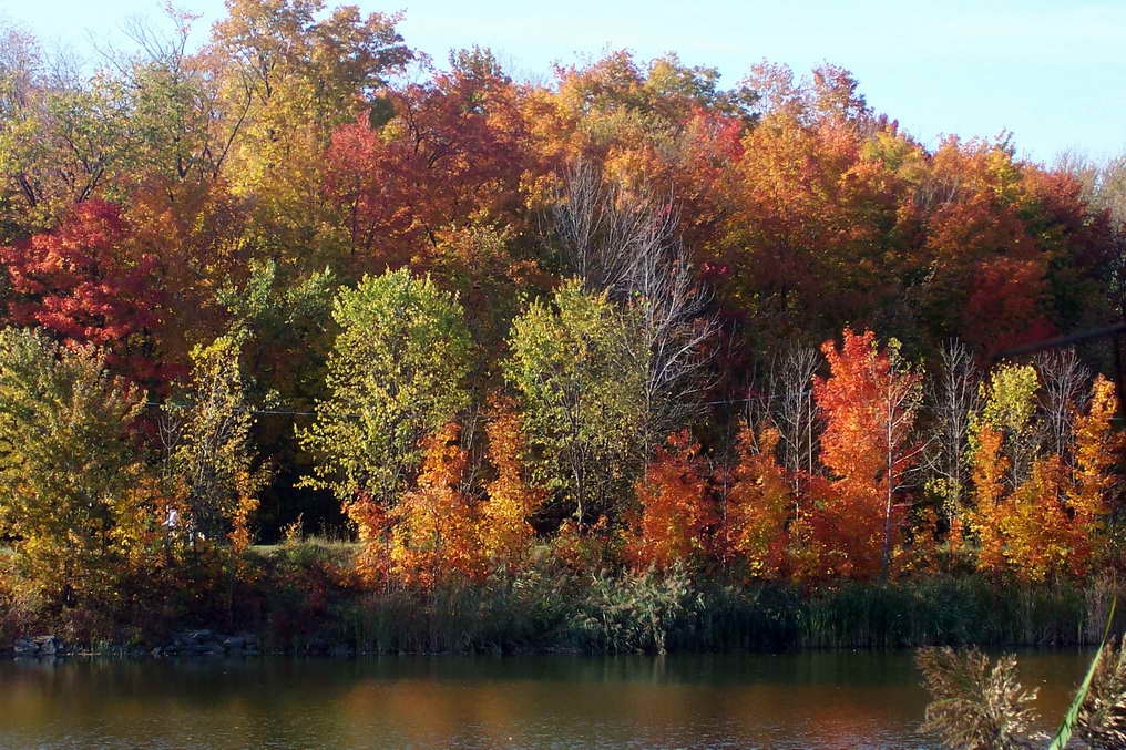 APROVECHAMIENTO DE LOS BOSQUES :: CANADA